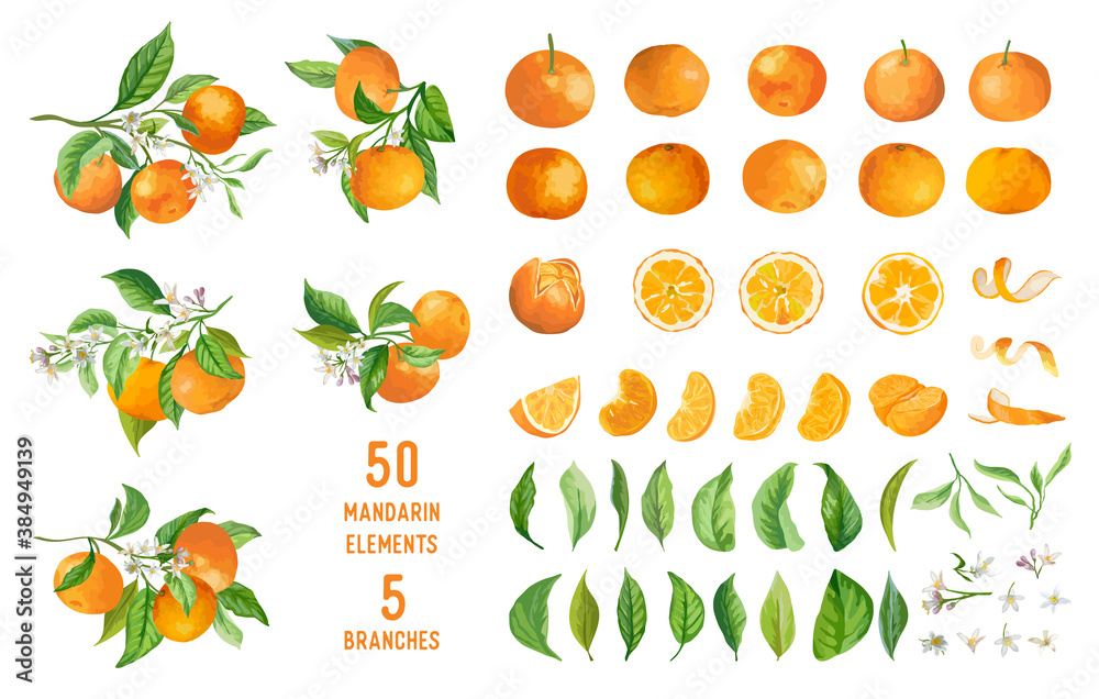 Mandarin fruits, flowers, leaves vector watercolor illustration. Set of ...