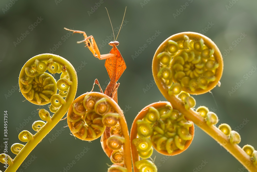 Dead Leaf Mantis is a mantis whose skin and color is like a dry leaf ...