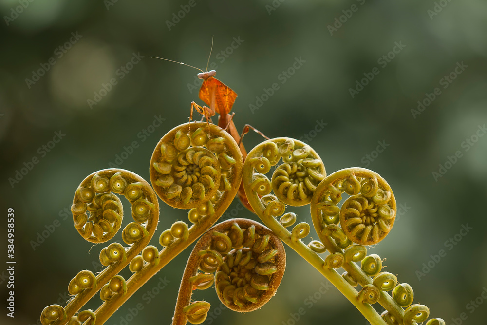 Dead Leaf Mantis is a mantis whose skin and color is like a dry leaf ...