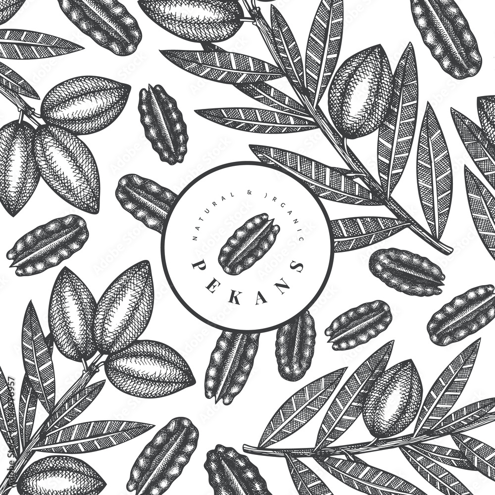 Hand drawn pecan branch and kernels design template. Organic food ...