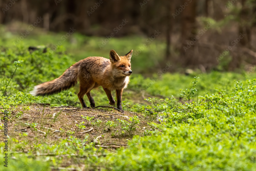 Red Fox. The species has a long history of association with humans.The ...