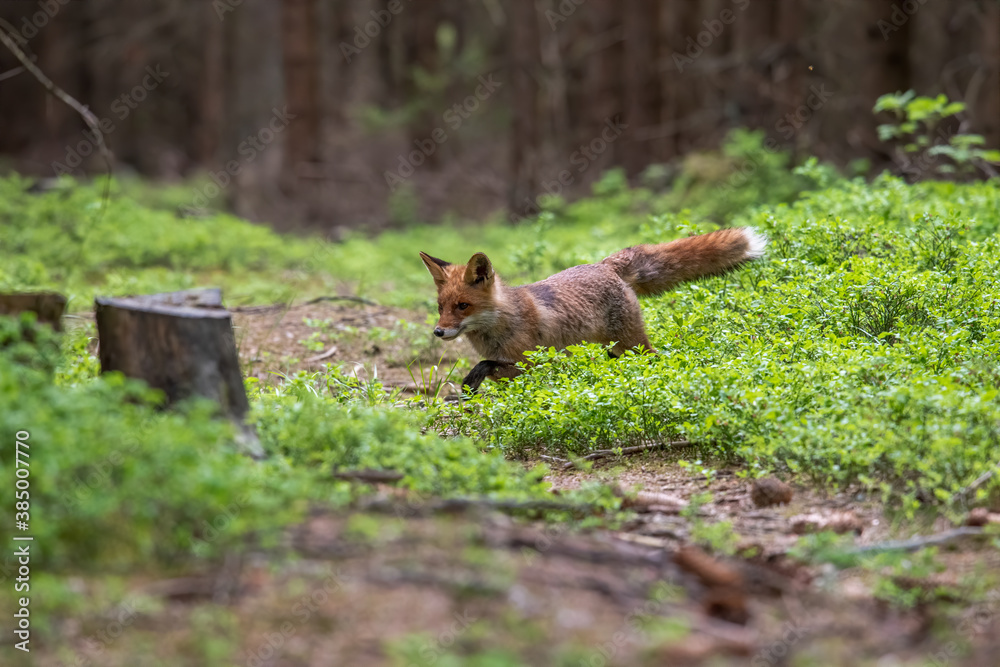 Red Fox. The species has a long history of association with humans.The ...