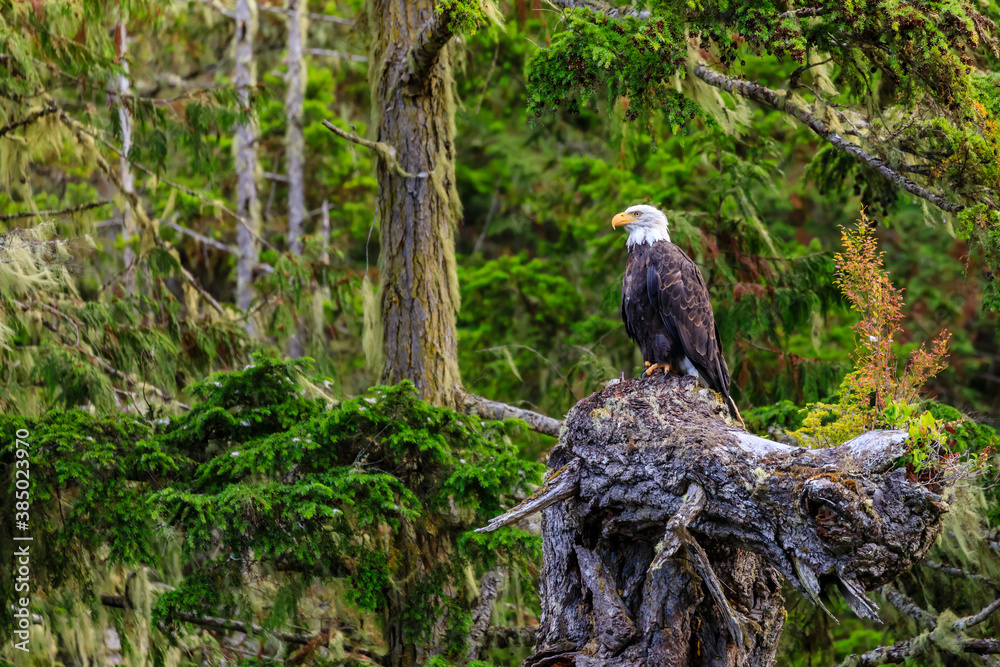 Bald Eagle (Haliaeetus leucocephalus), in a forest setting, Alert Bay ...