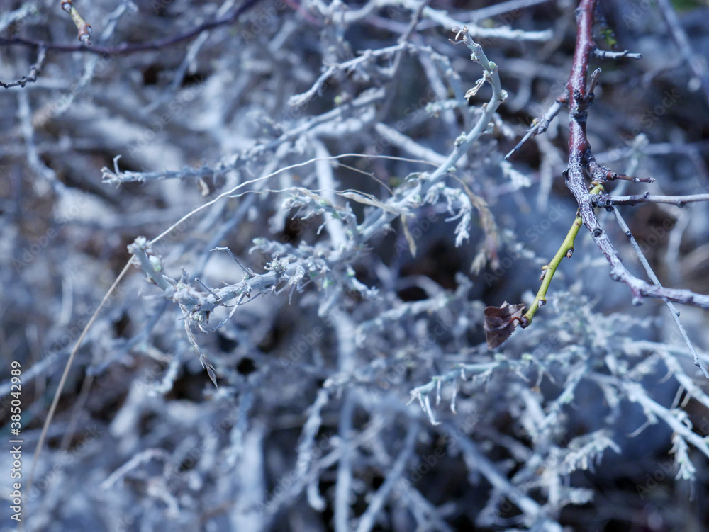 dry frozen forest plants, a pattern of branches and leaves, one green ...