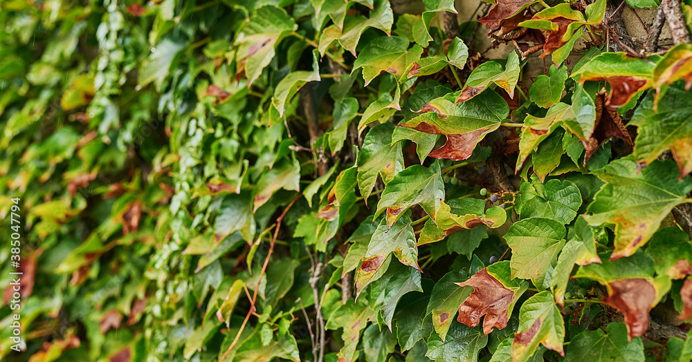 Parthenocissus tricuspidata, ‘Vetchii’ Boston ivy, Japanese ivy, grape ...