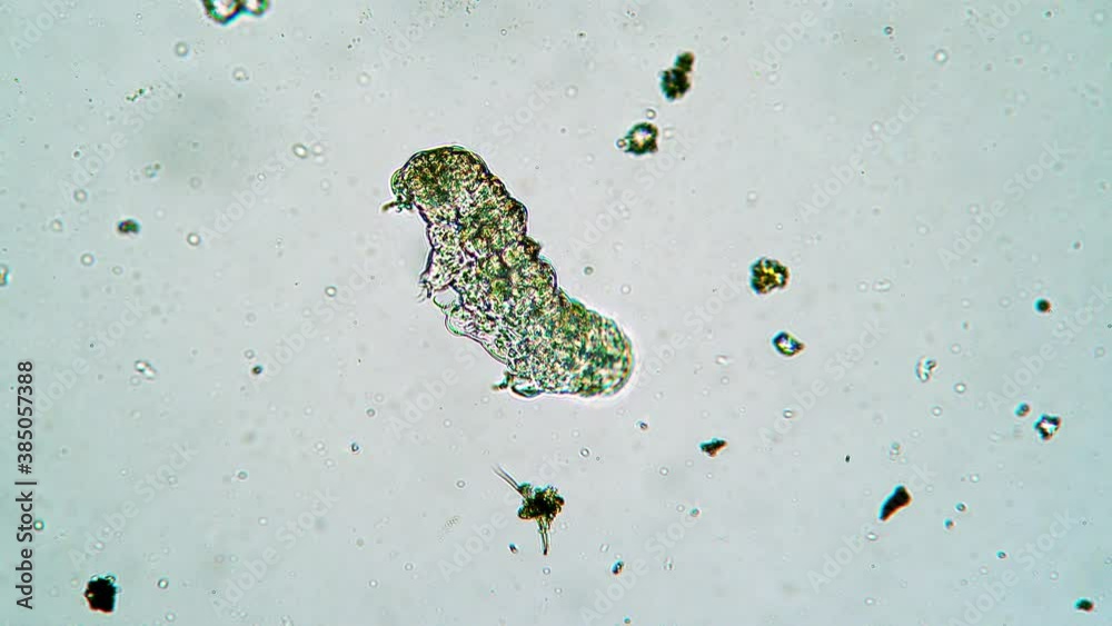 Vidéo Stock Tiny moss piglet is moving paws rapidly trying to turn over ...