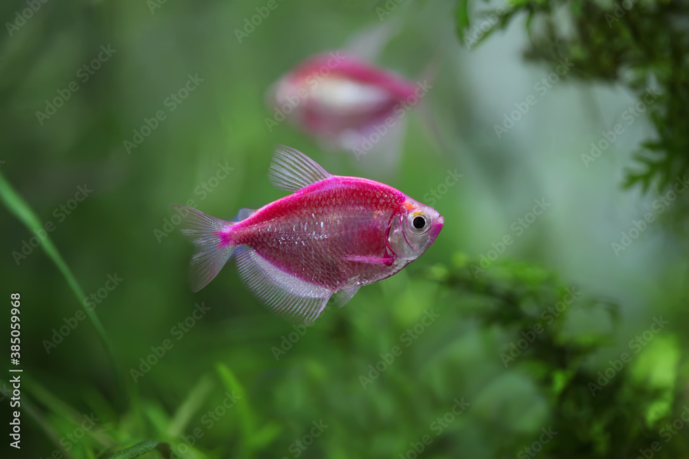 Pink Tetra Fish
