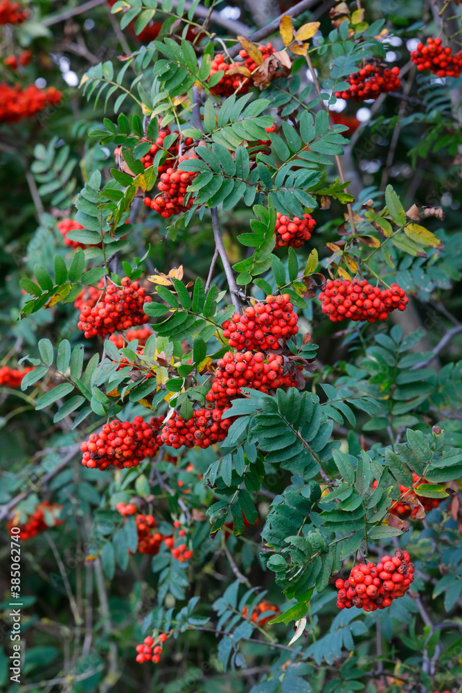 Vogelbeere oder Eberesche (Sorbus aucuparia) Pflanze mit roten Früchten ...