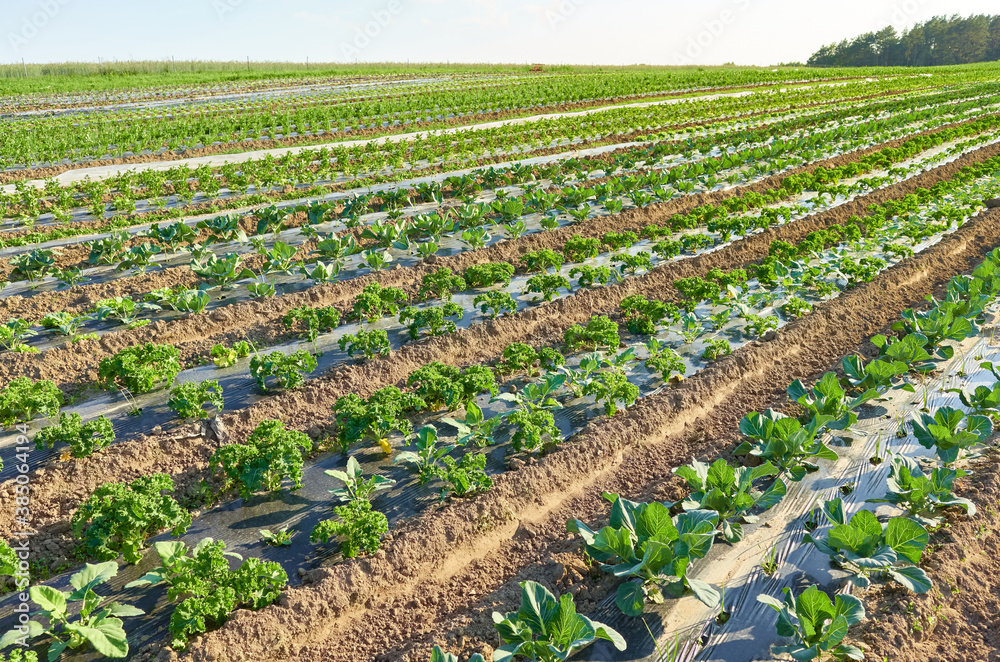 Organic vegetable farm field with patches covered with plastic mulch at ...