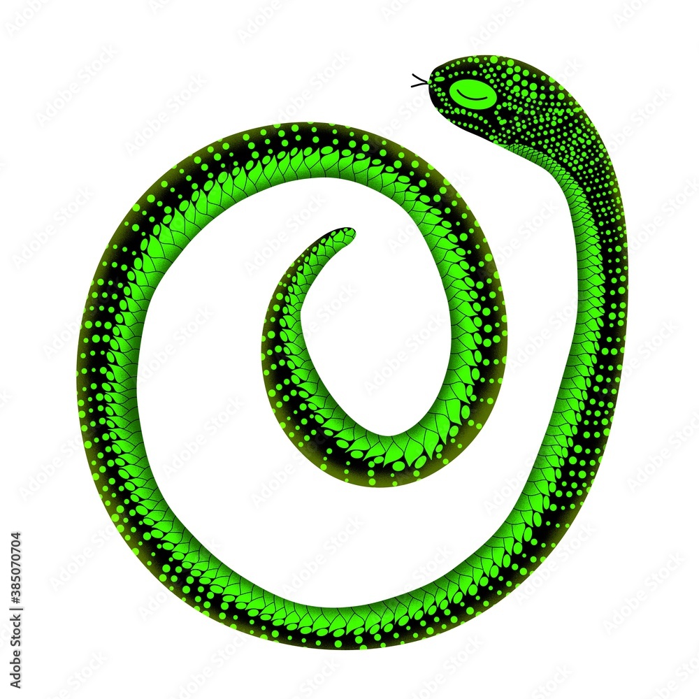 poisonous boomslang snake sleeps curled up in a ball Stock Illustration ...