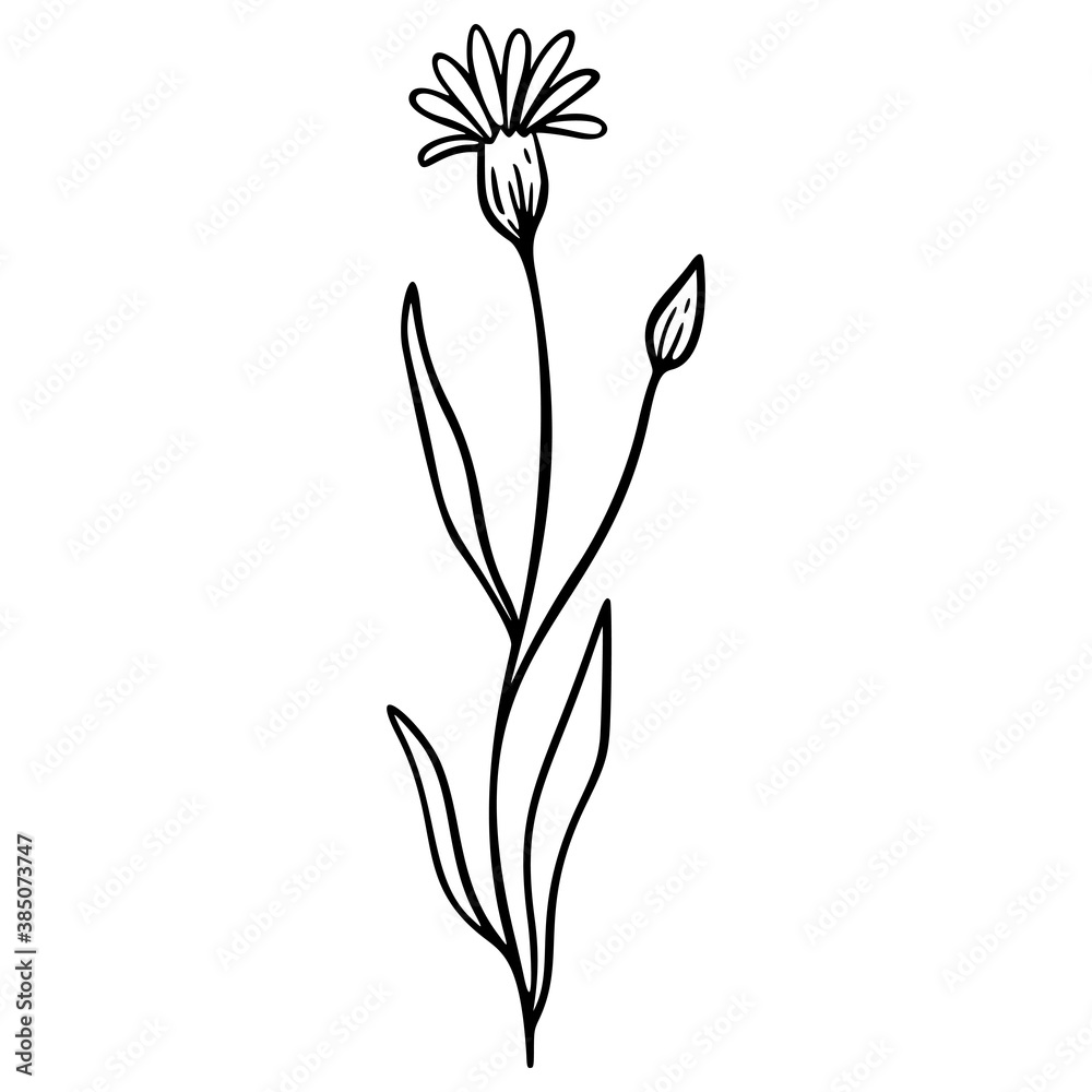 Cornflower outline hand drawn logo element. Herbs doodle botanical icon ...