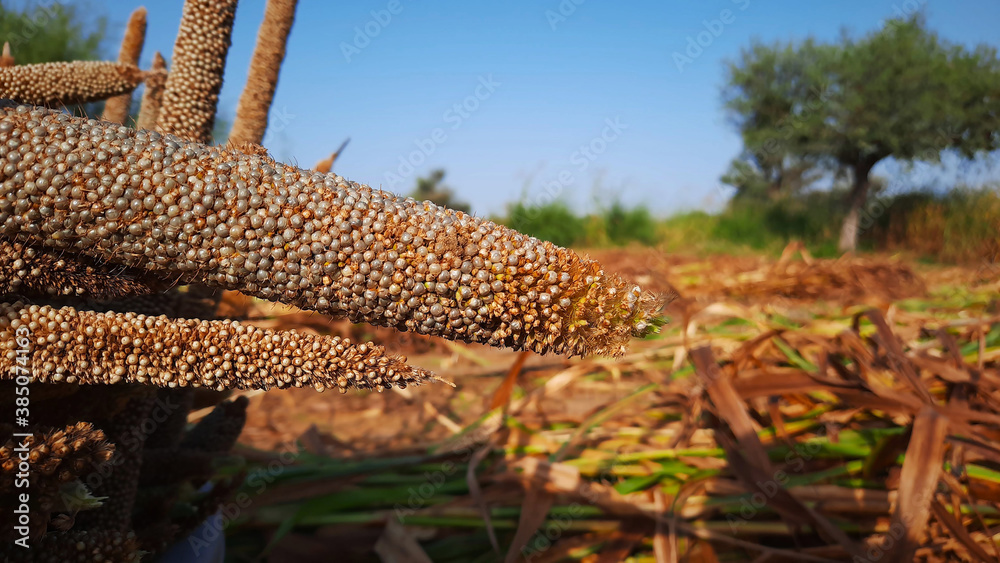 pile of pearl millet while harvesting in a field Stock Photo | Adobe Stock
