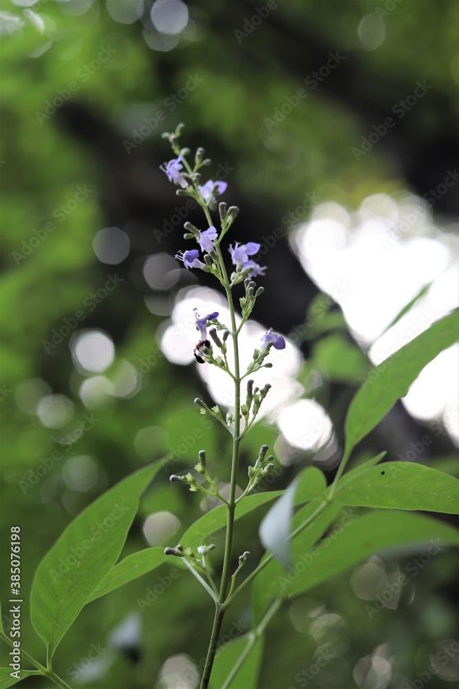 Vitex negundo, commonly known as the Chinese chaste tree or "Nishinda ...