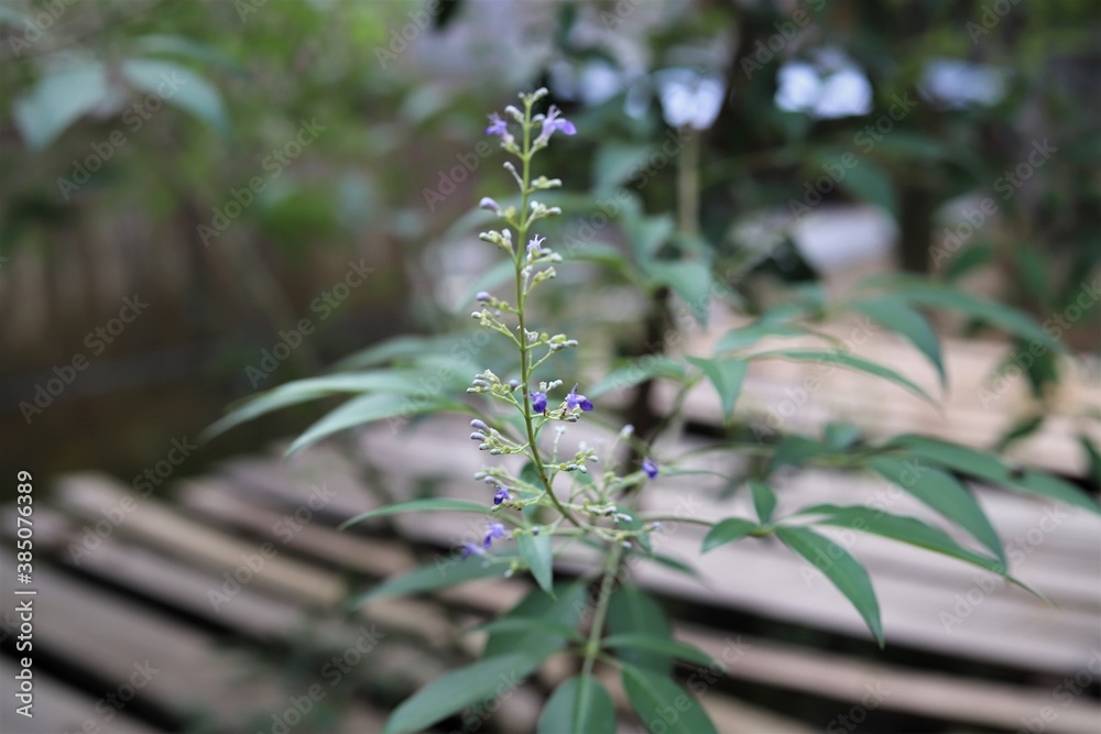Vitex negundo, commonly known as the Chinese chaste tree or "Nishinda ...