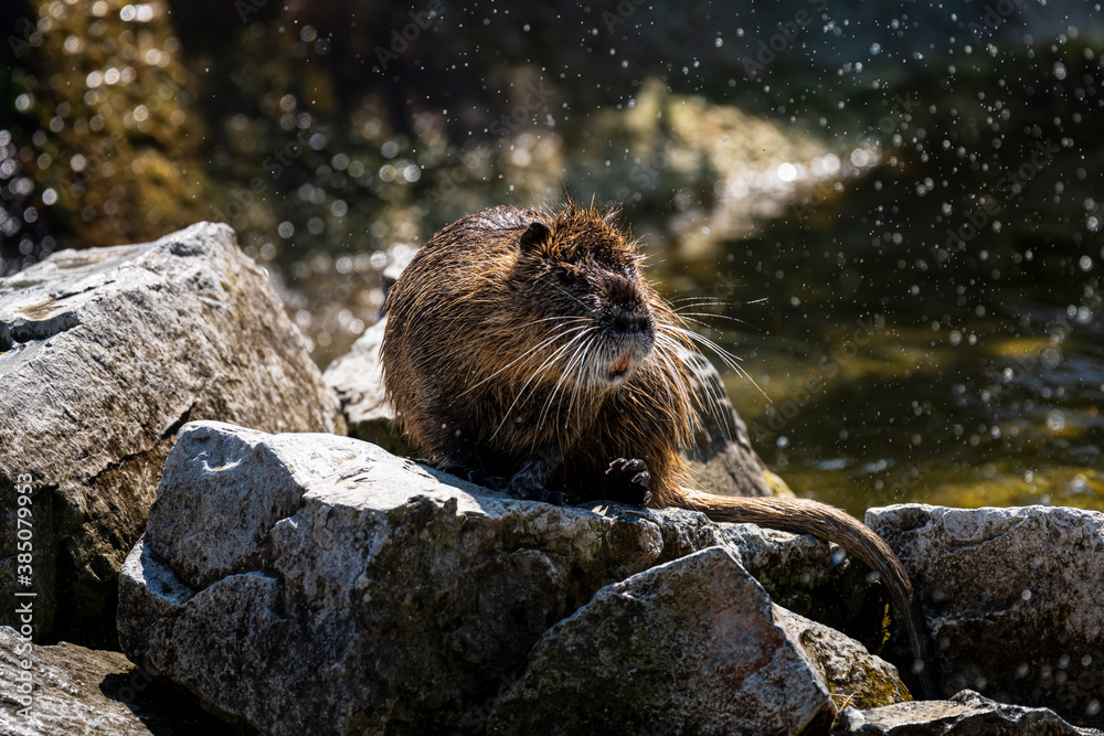 Nutria in river habitat. Nutria, Myocastor coypus, beaver with big ...