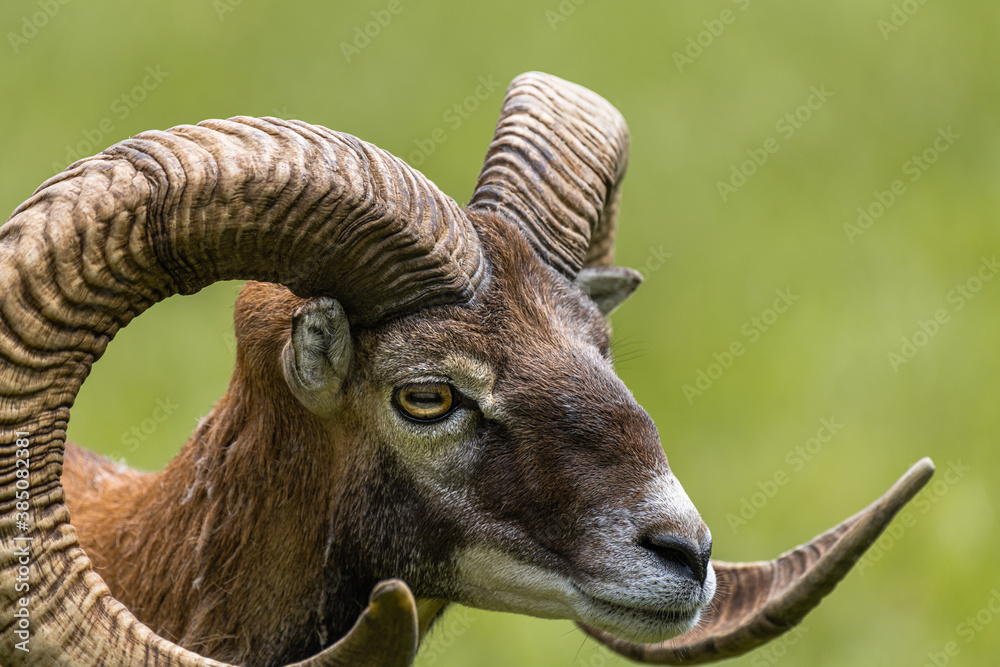 Animal Portrait of a majestic Mouflon male (Head Closeup - Ovis ...