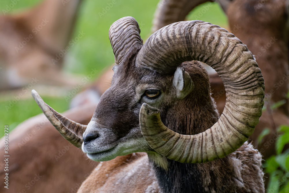 Animal Portrait of a majestic Mouflon male (Head Closeup - Ovis ...