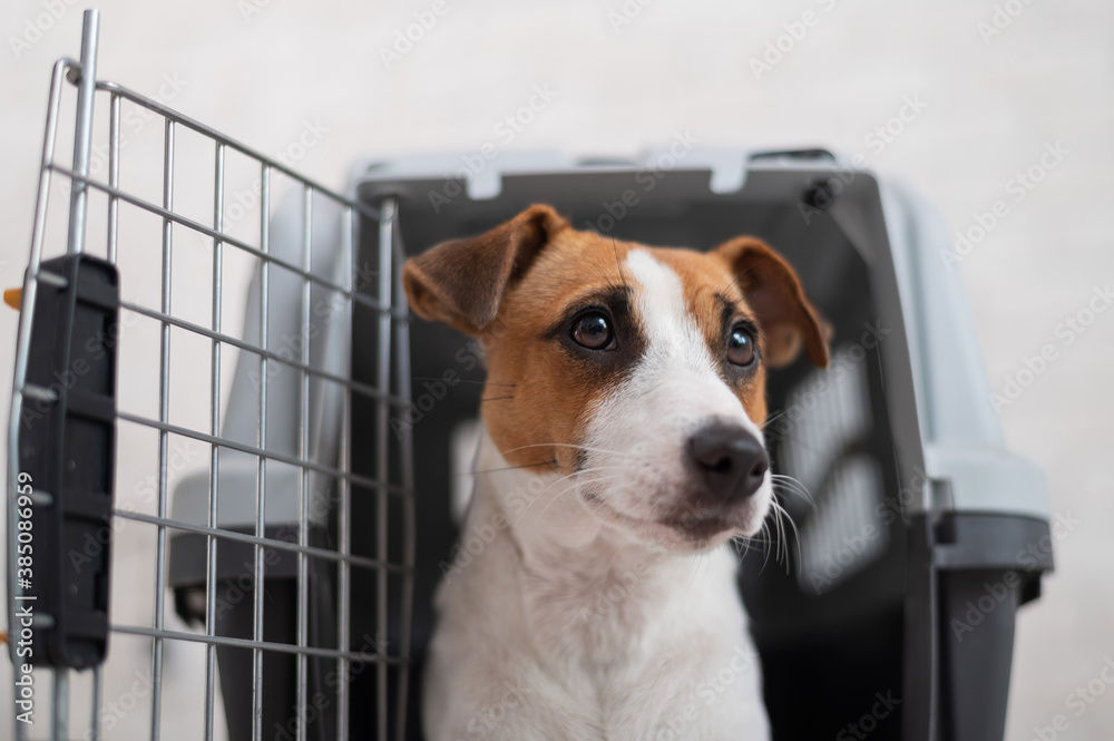 Jack russell terrier in a travel box. Obedient dog in carry for safe ...
