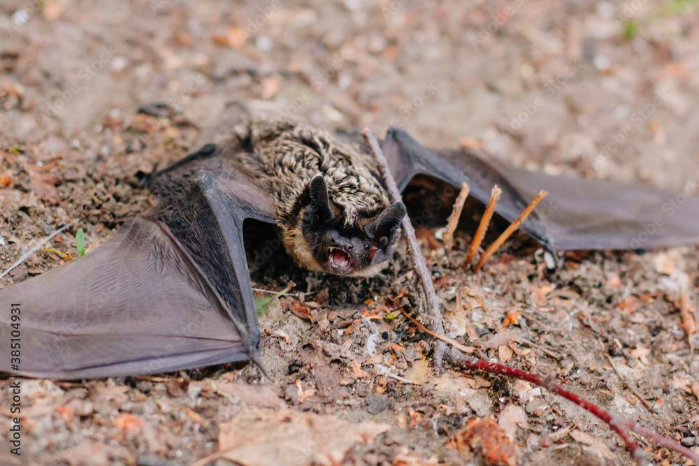 The bat lies in the grass. A mouse with black wings fell to the ground ...
