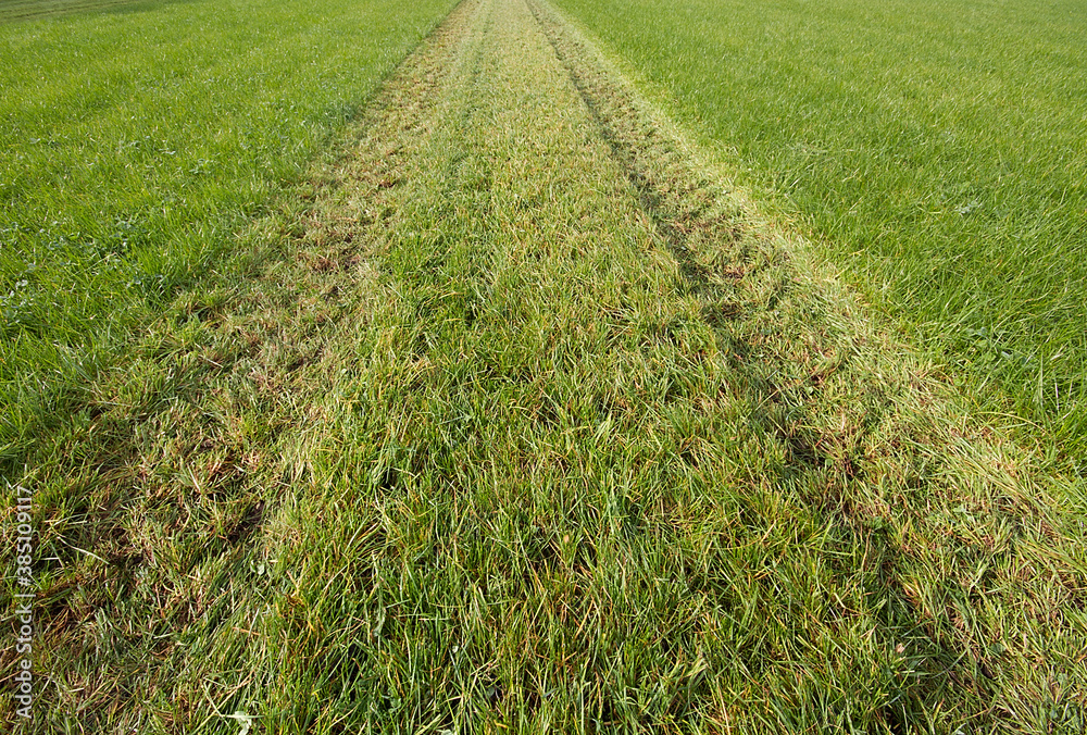 Grassland with a strip of cut grass Stock Photo | Adobe Stock