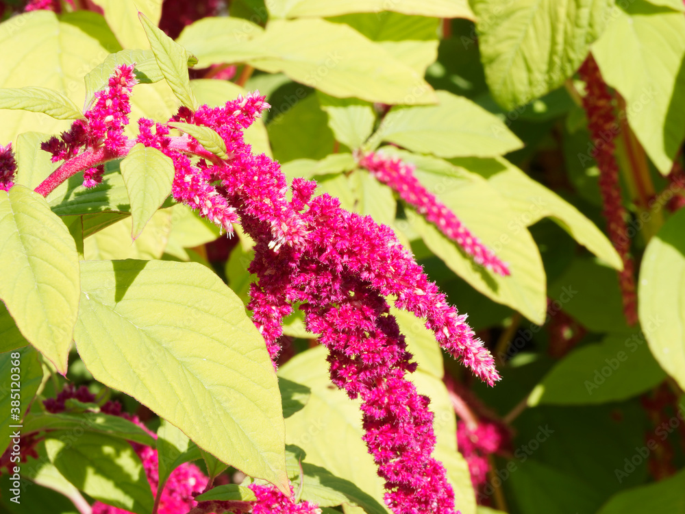 Amaranthus caudatus | Love-lies-bleeding or foxtail amaranth ...
