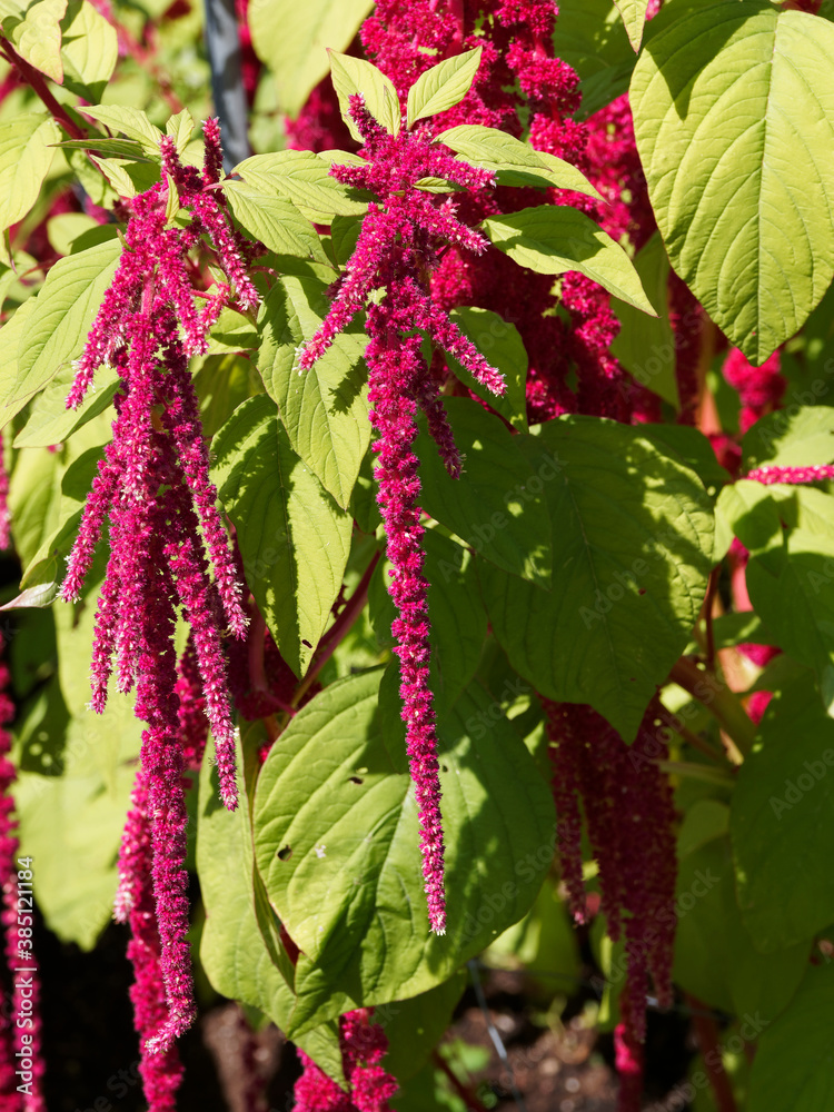 Amaranthus caudatus | Love-lies-bleeding or foxtail amaranth ...