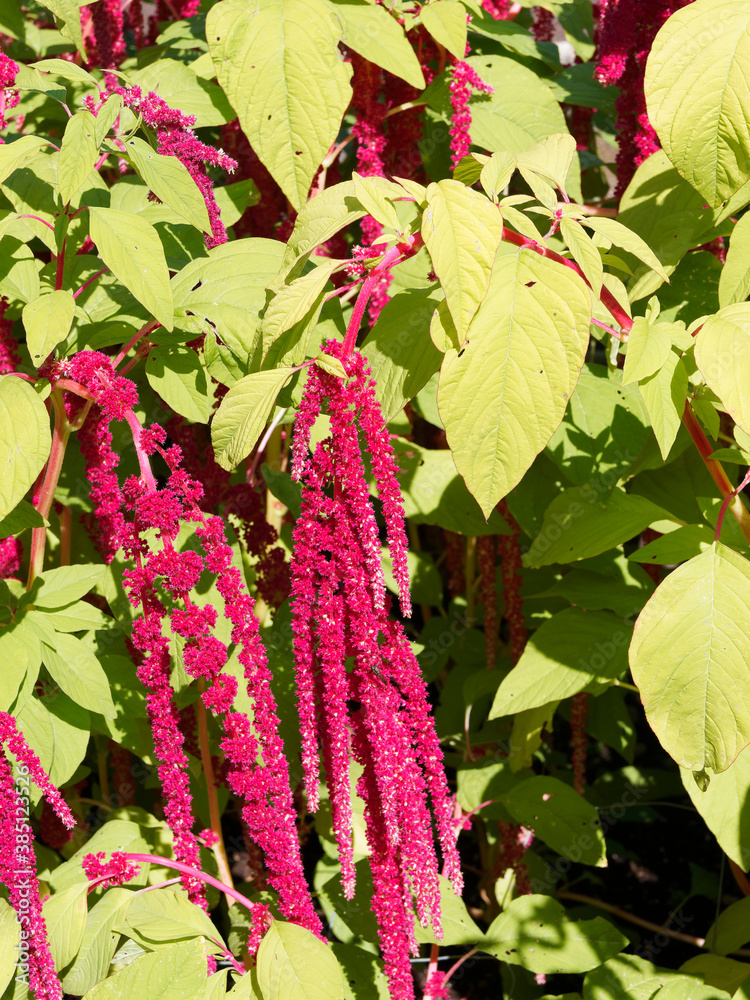 Amaranthus caudatus | Love-lies-bleeding or foxtail amaranth ...