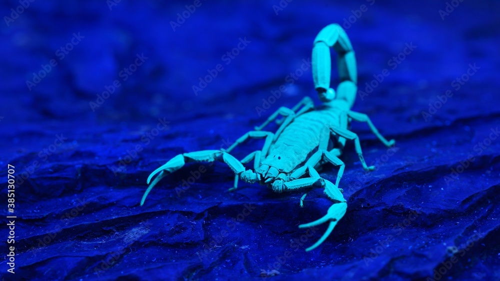 Bright blue scorpion Centruroides gracilis glowing under UV light over ...
