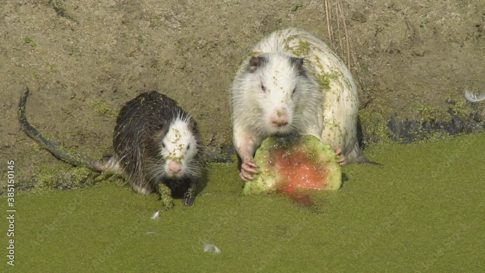Behavior and lifestyle of animal nutria in the wild. A rodent living in ...