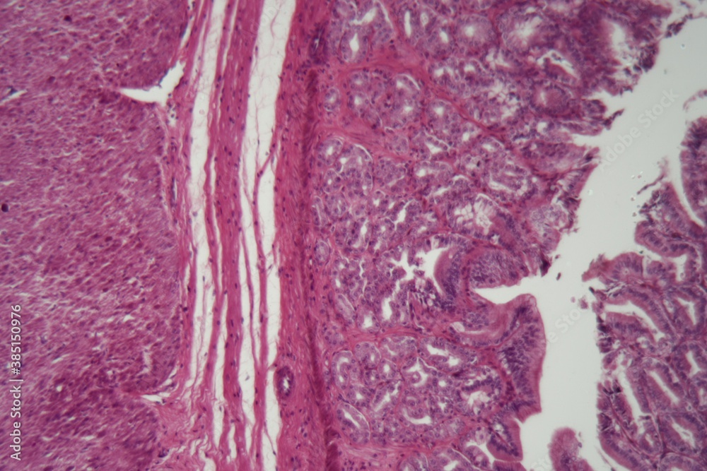 Microscope photo of dog smooth muscle cells Stock Photo | Adobe Stock