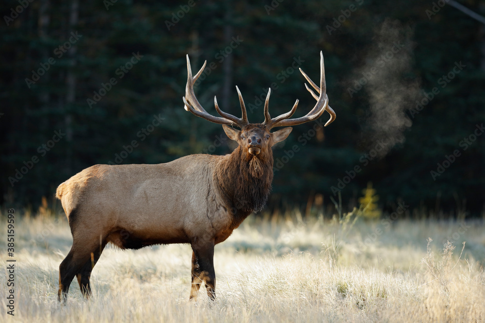 Bull Elk Stock Photo | Adobe Stock