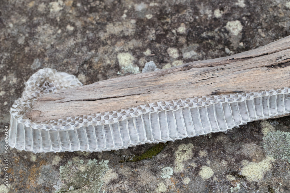 Photo & Art Print Sloughed skin from a Common Death Adder, Ken Griffiths
