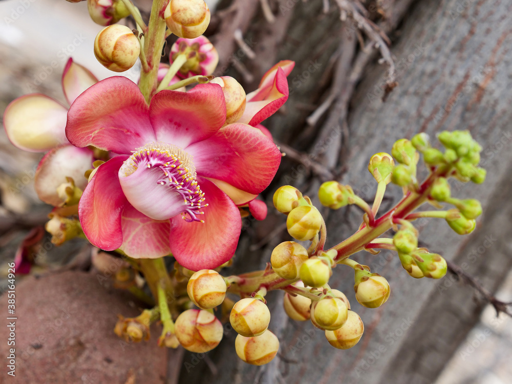 cannonball flower with fruit and tree or sal flower by closeup select ...