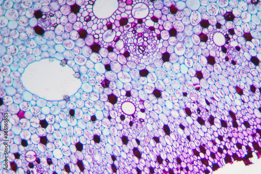 plant cells of lotus stem Stock Photo | Adobe Stock