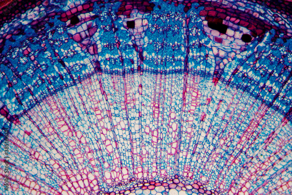 Foto de micrograph plant cells of woody dicot stem do Stock | Adobe Stock