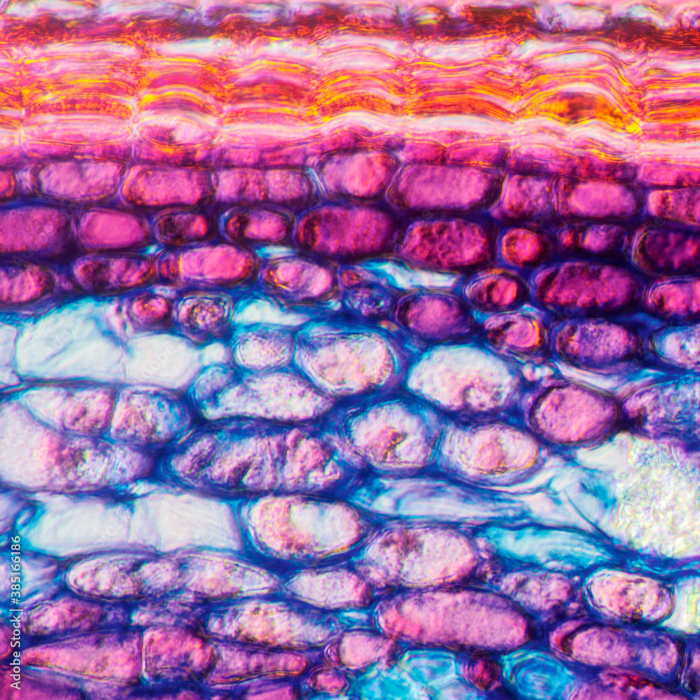 micrograph plant cells of woody dicot stem Stock Photo | Adobe Stock