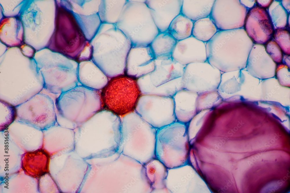 micrograph plant cells of woody dicot stem Stock Photo | Adobe Stock