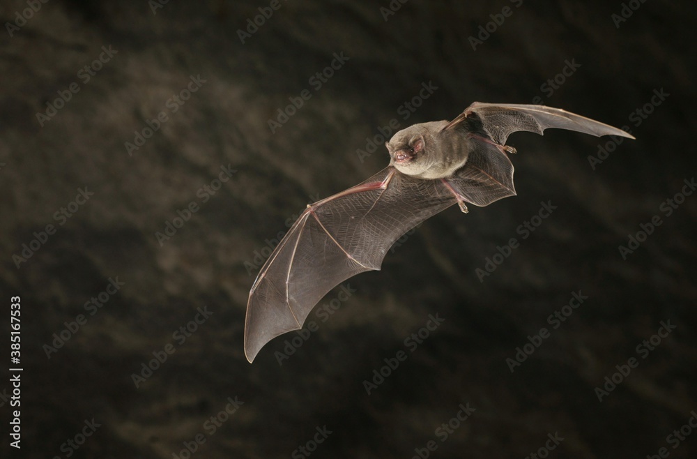 Common Bent-wing Bat or Schreiber's Long-Fingered Bat (Miniopterus ...