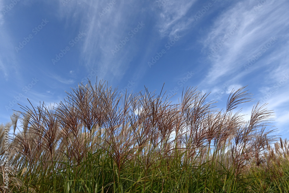 Blue sky, silver grass, nature, grass, sky, green, blue, people ...