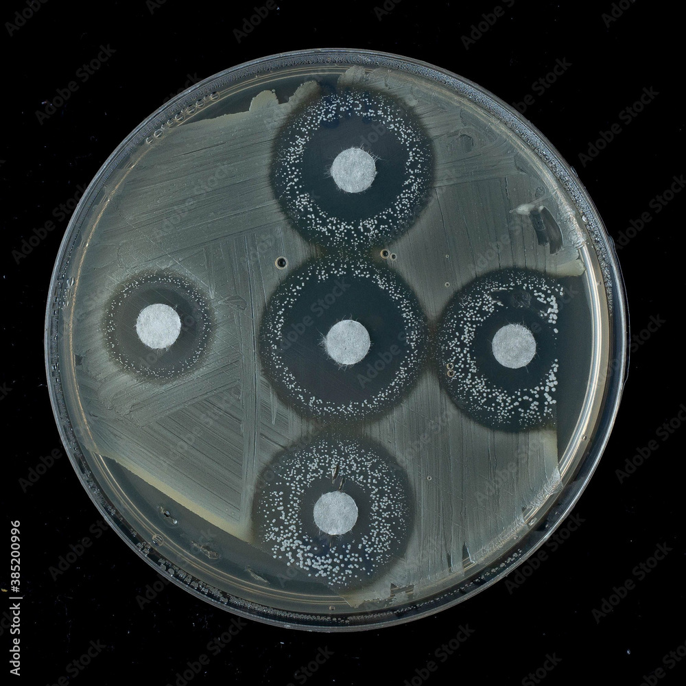 Foto de growth of bacteria on agar plate antibiotic assay do Stock ...