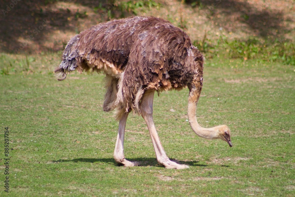 Struthio is a genus of birds in the order Struthioniformes, whose ...