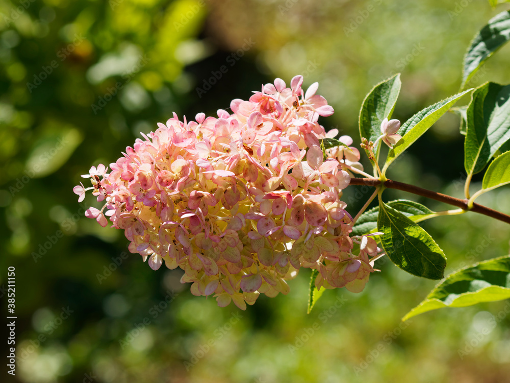 Hydrangea paniculata or panicle hydrangea with spectacular two-tone ...