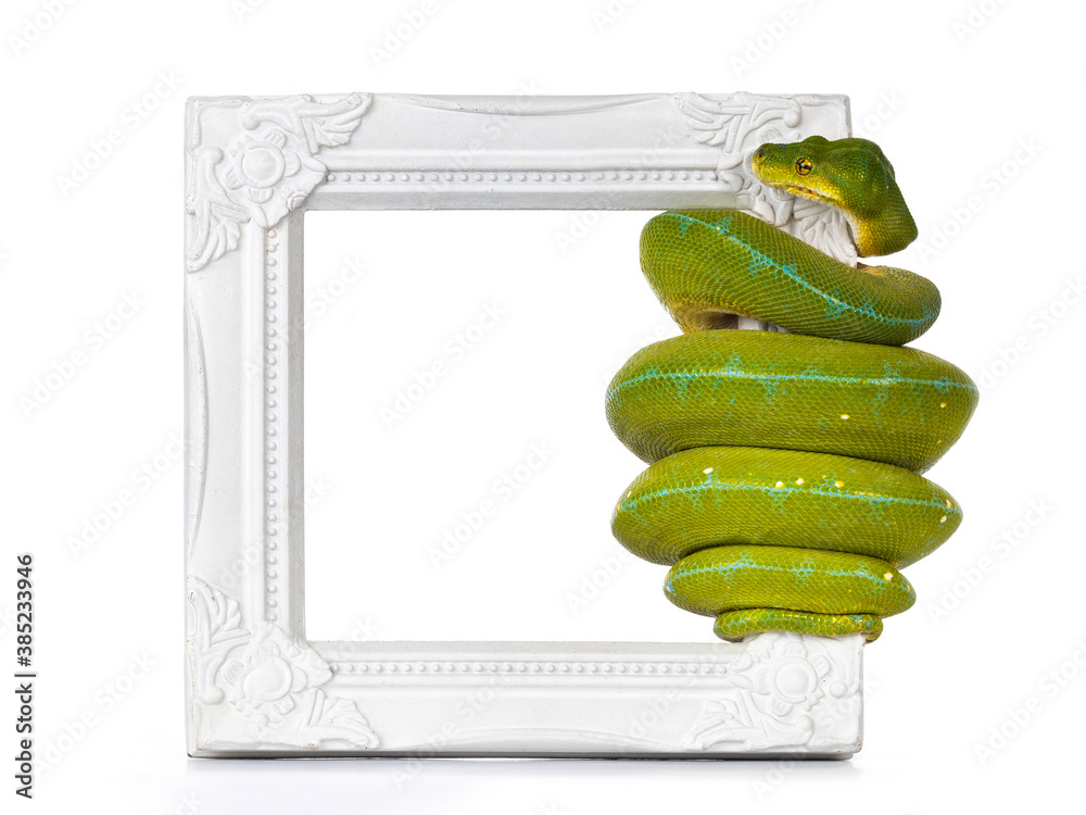 Adult Green Tree Python aka Morelia viridis hanging on side of white ...