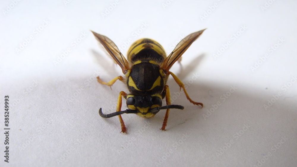 Yellow wasp on a white background. yellow hornet a white background ...