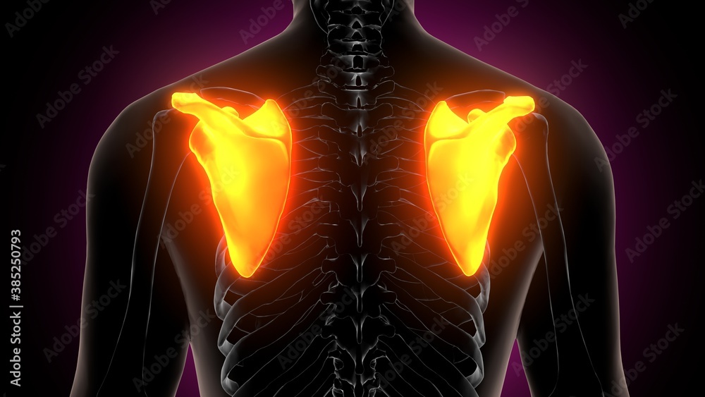 3d illustration of human skeleton anatomy scapula bone Stock ...