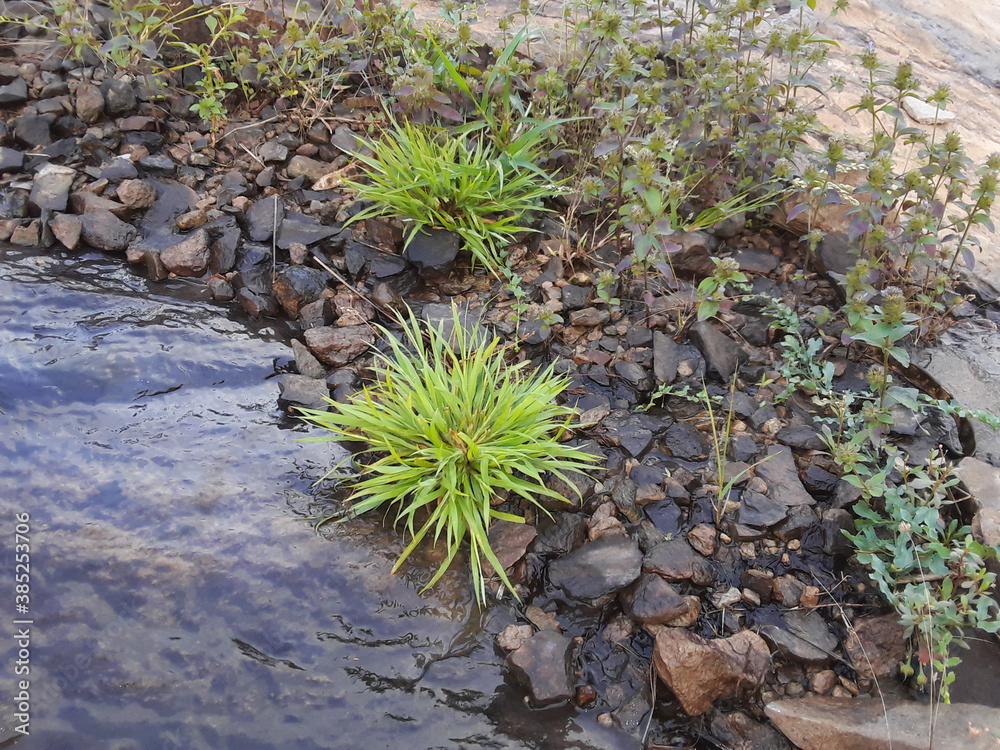 Dube or Durva (Botanical name: Cynodon dactylon) is a grass that ...