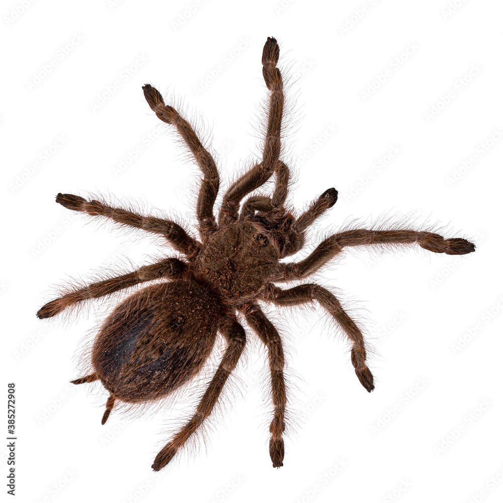 Top view of pre molt Brazilian blonde tarantula aka Nhandu tripepii ...