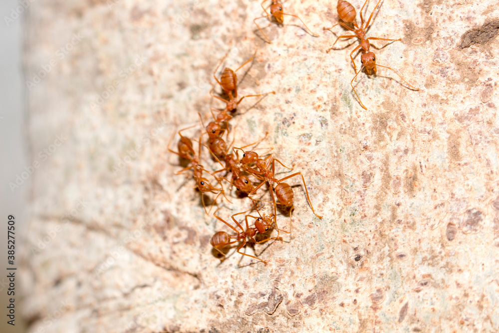 Many red ants were fighting fierce to protect the territory Stock Photo ...