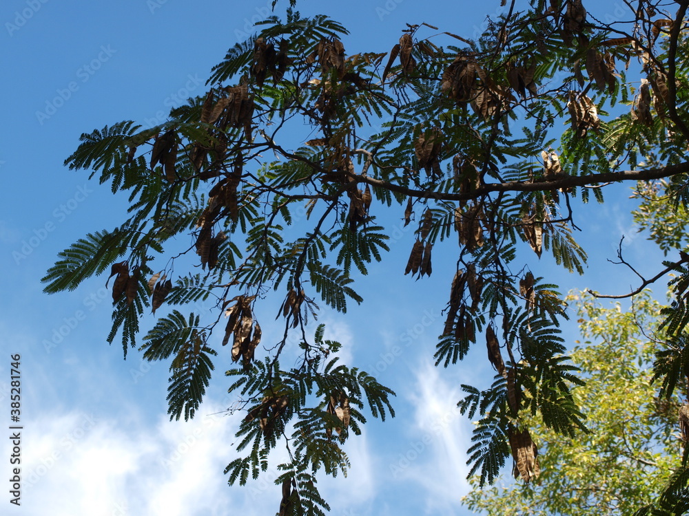 Bean pods of a Mimosa aka Formosa tree. The tree is found in Asia but ...