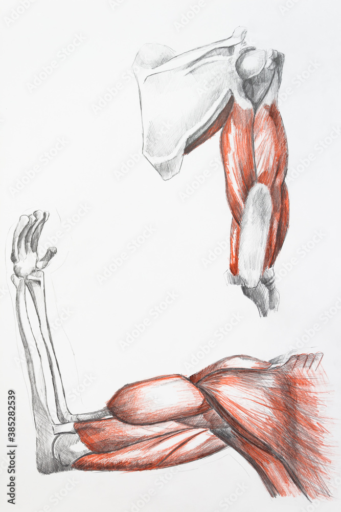 hand's muscles painting with pencils. Art of human muscles. Red and ...
